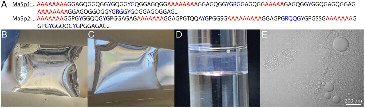 Amino acid 'stickers' help decode spider silk's strength and flexibility