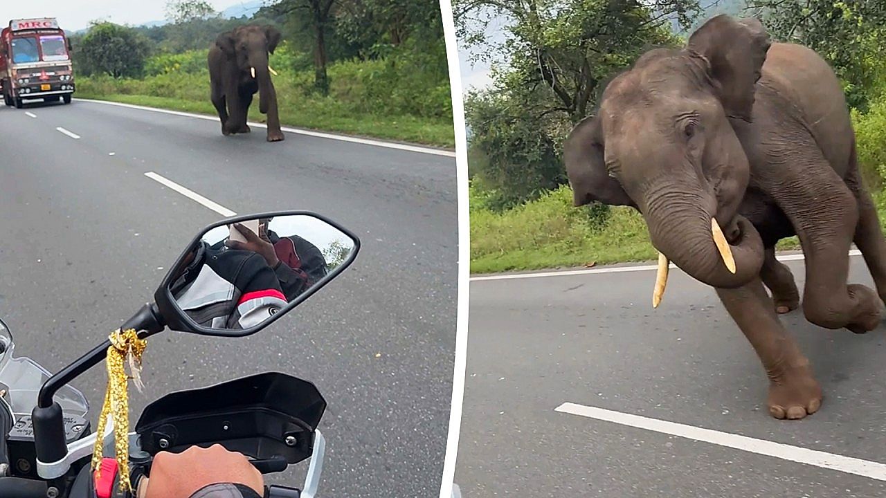 Full throttle saves lives: Motorcyclist escapes angry elephant
