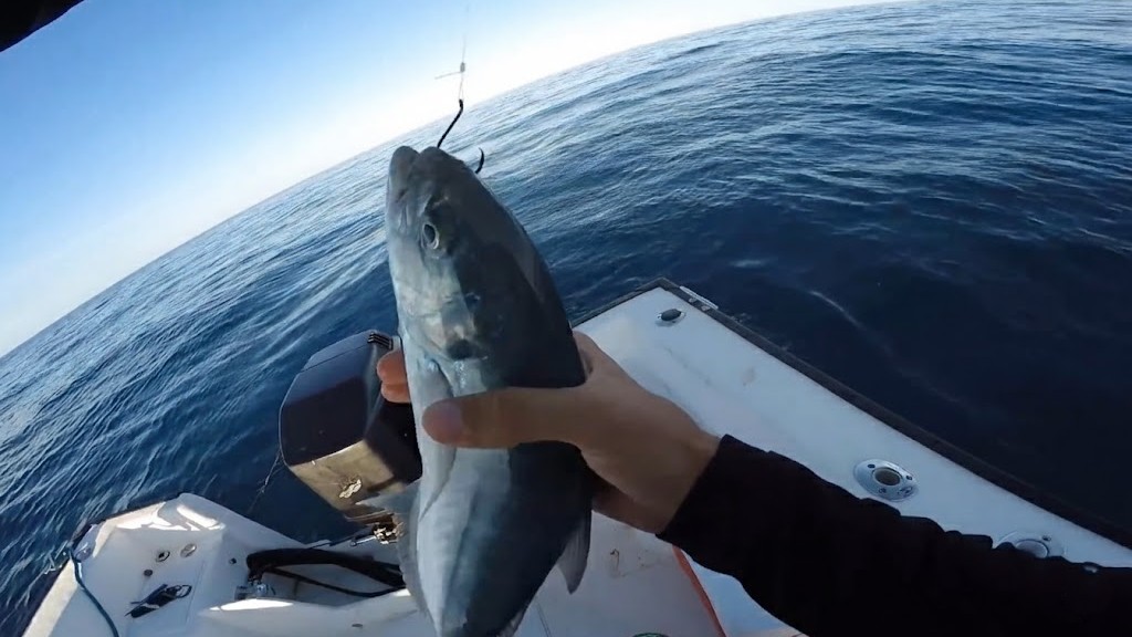 Trigger fish Florida Keys solo fishing trip