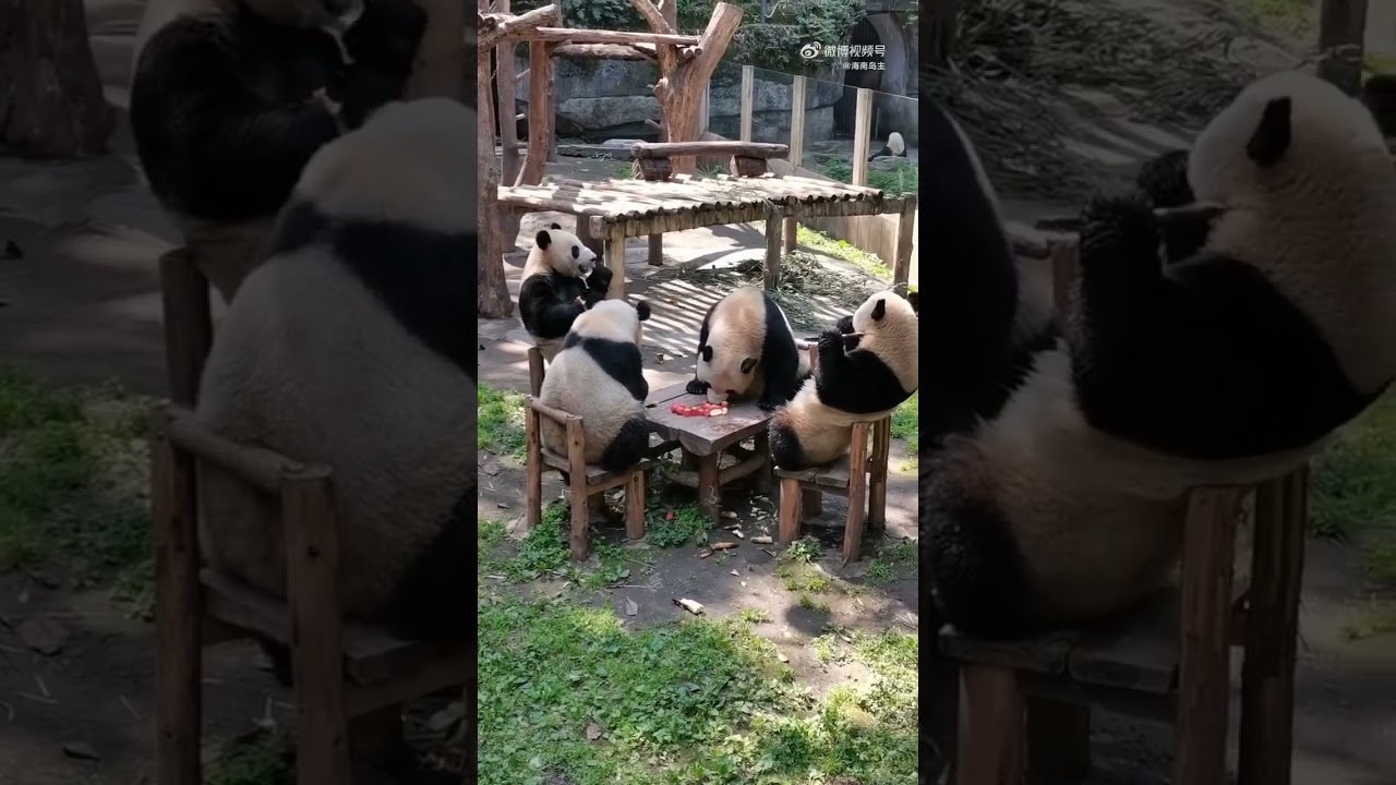 Witness an adorable panda meeting that melts many hearts