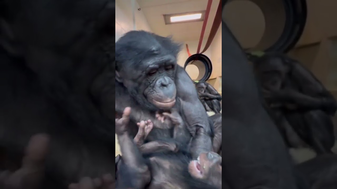 Mommy bonobo gives baby the funniest raspberry reactions