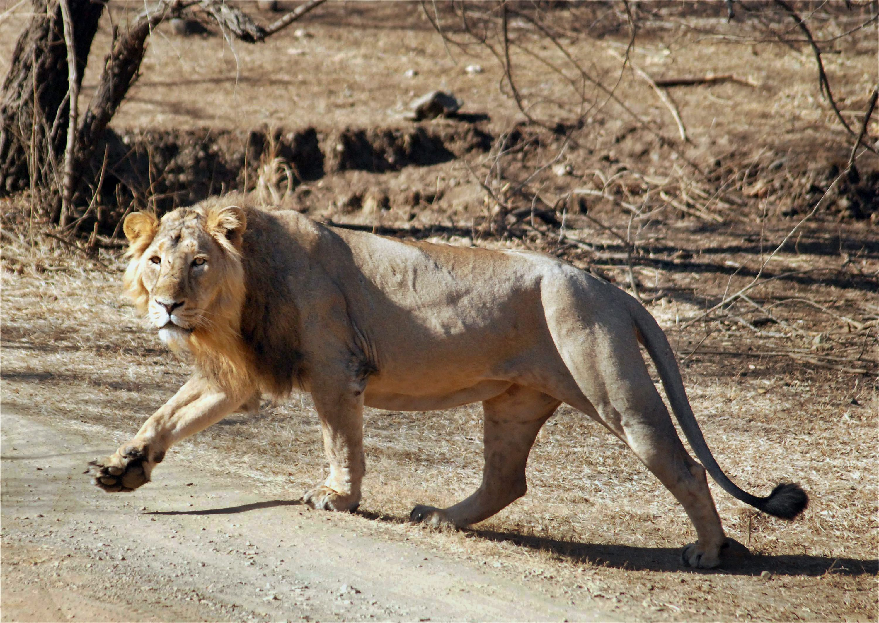 5 lions dead in Gujarat's Gir; 2 cubs succumb to suspected viral ...