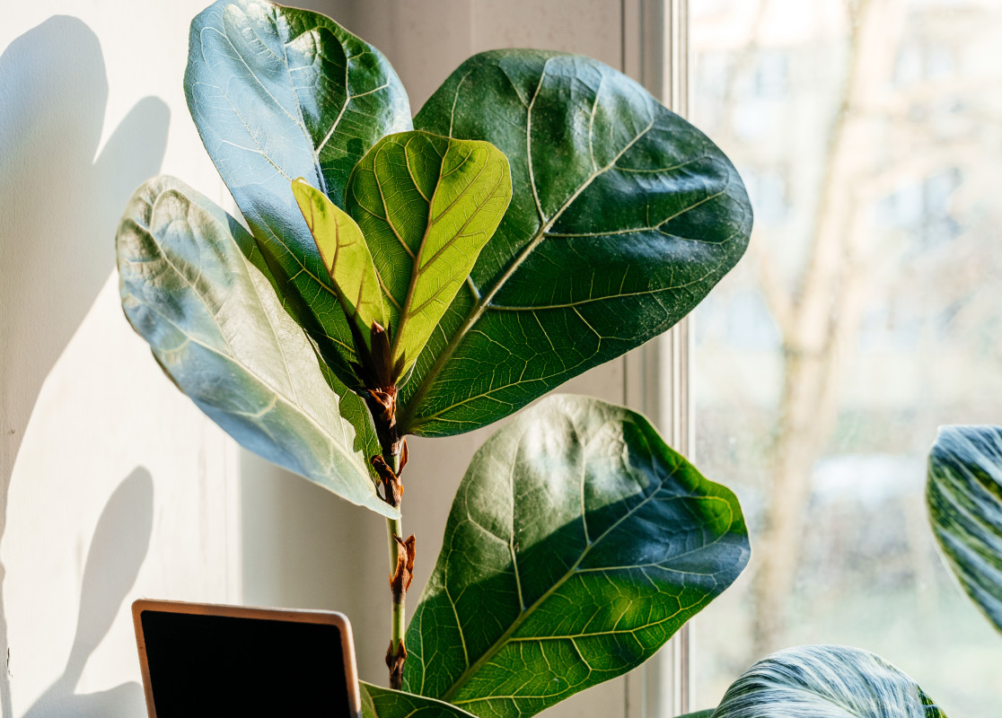 Here's why your fiddle leaf fig is suddenly dropping leaves in February