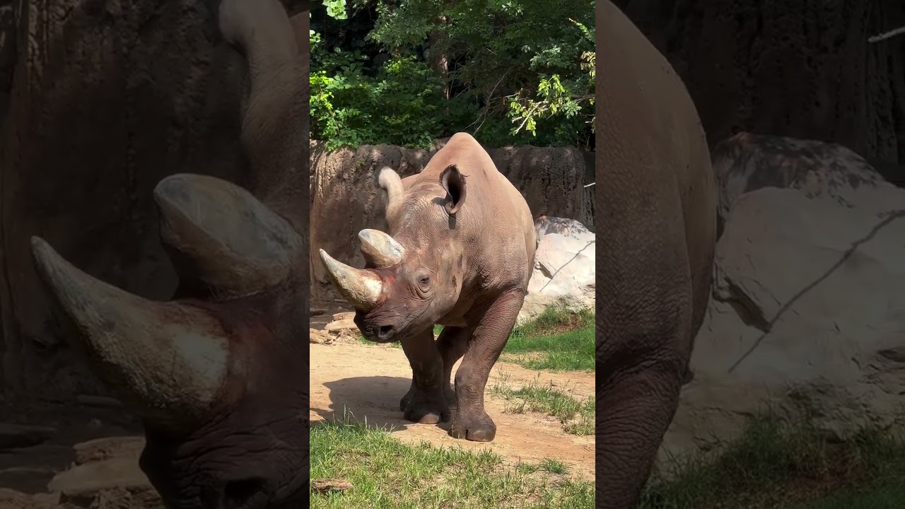 See a massive rhino walking through a sunny park