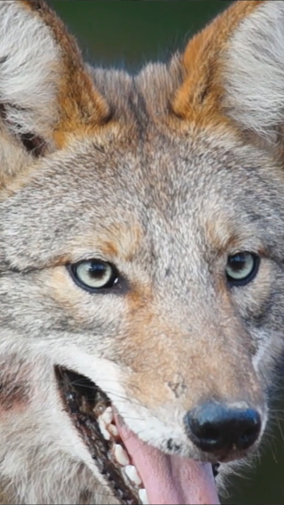 Coyote up close: An adaptable predator unveiled
