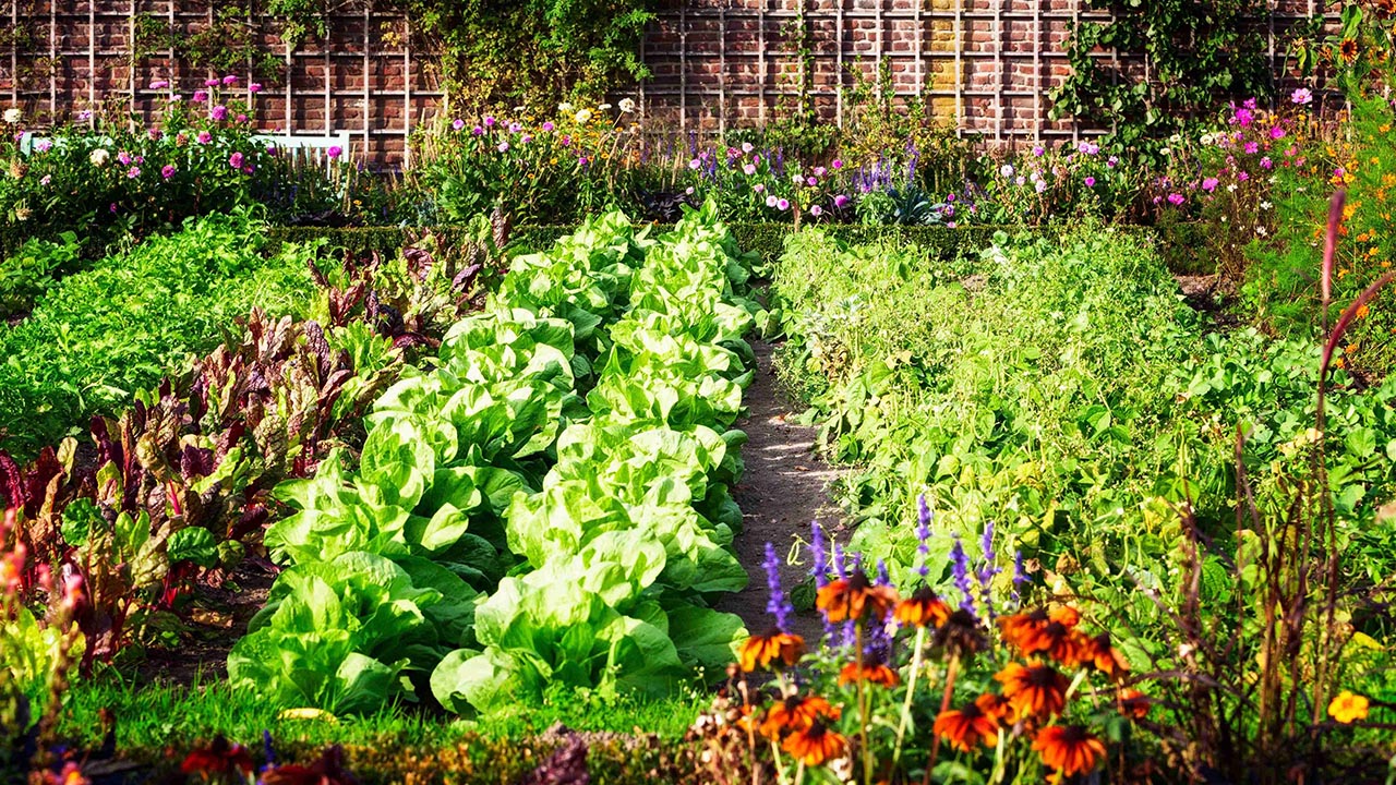 The ugly truth about companion planting: Debunking the myths