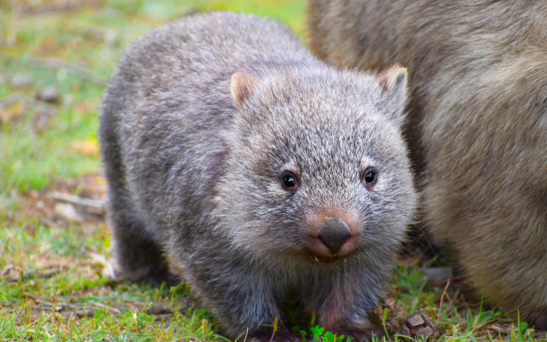 Nature’s most stubby-legged mammals