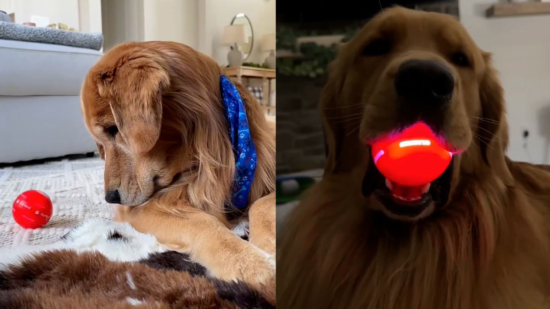 My dog discovered the reset button