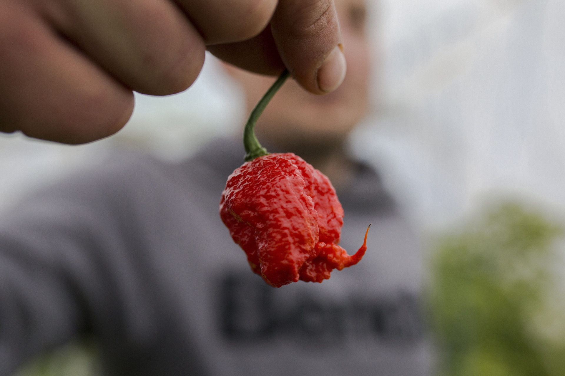 The world’s hottest peppers, and where to eat them