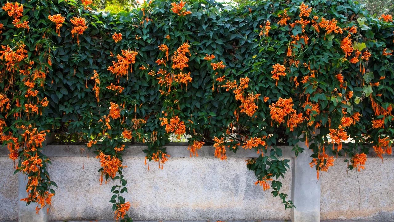 11 of the most dangerous plants that could be in your garden