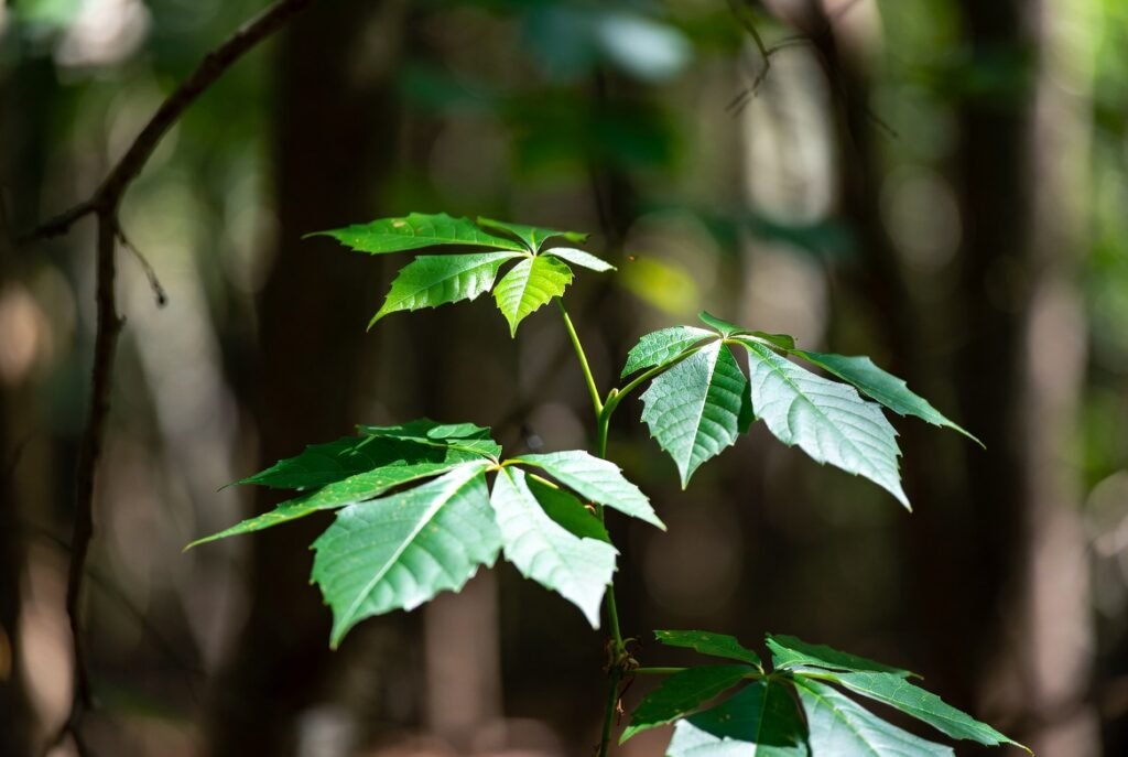 The most toxic plants you should never touch