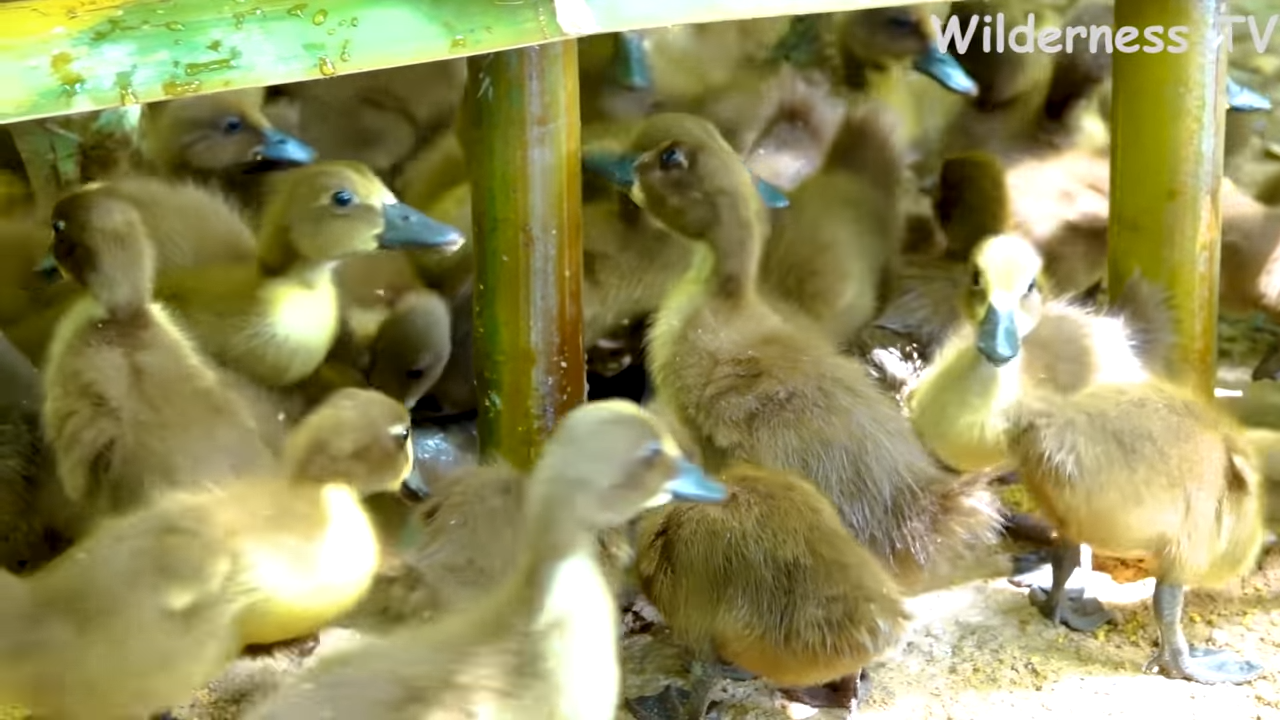 Helpless baby ducks struggling to eat, then a shelter with feeding help ...
