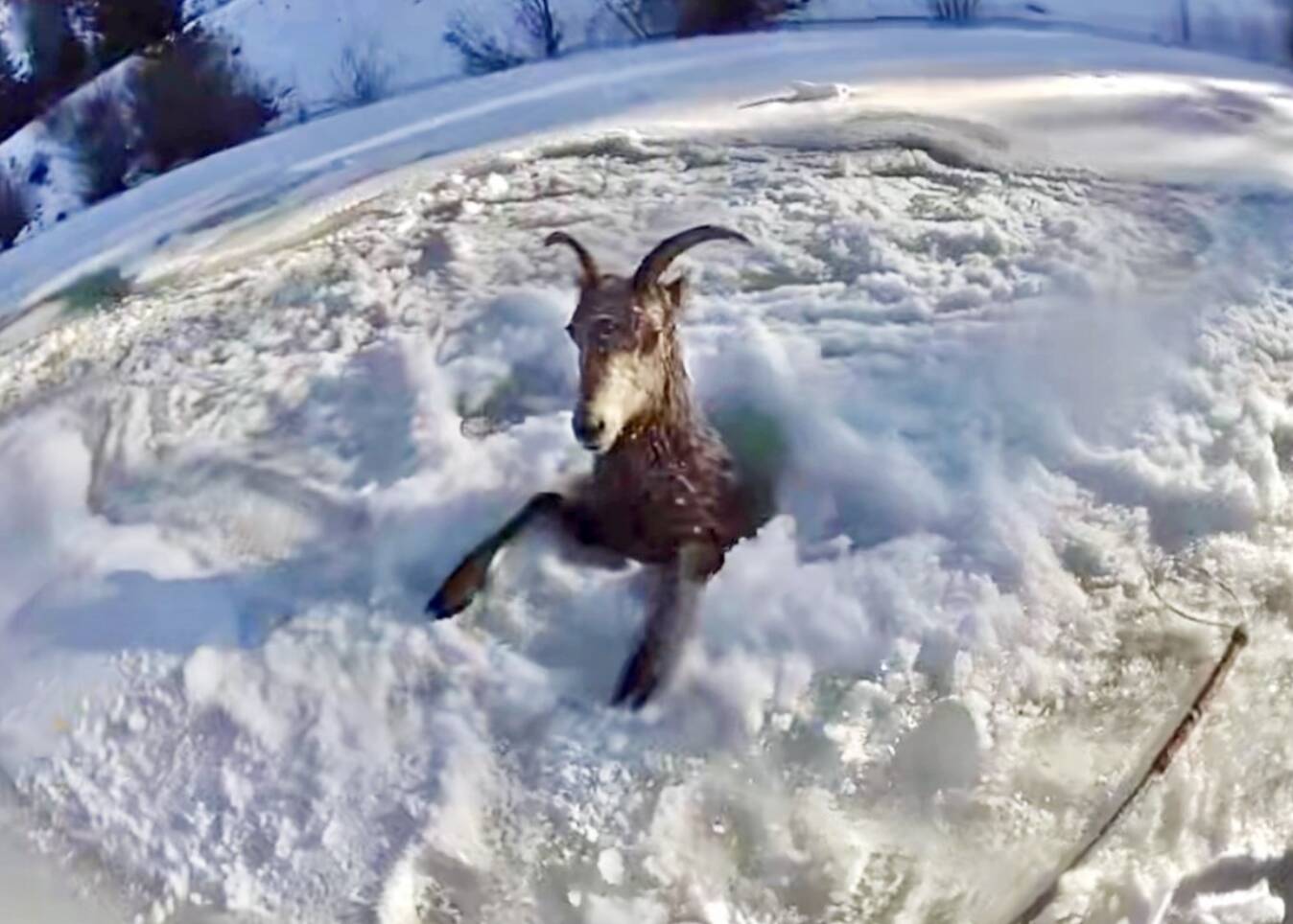 Rescuers find 'frozen icicle' sheep in river and race to save her life