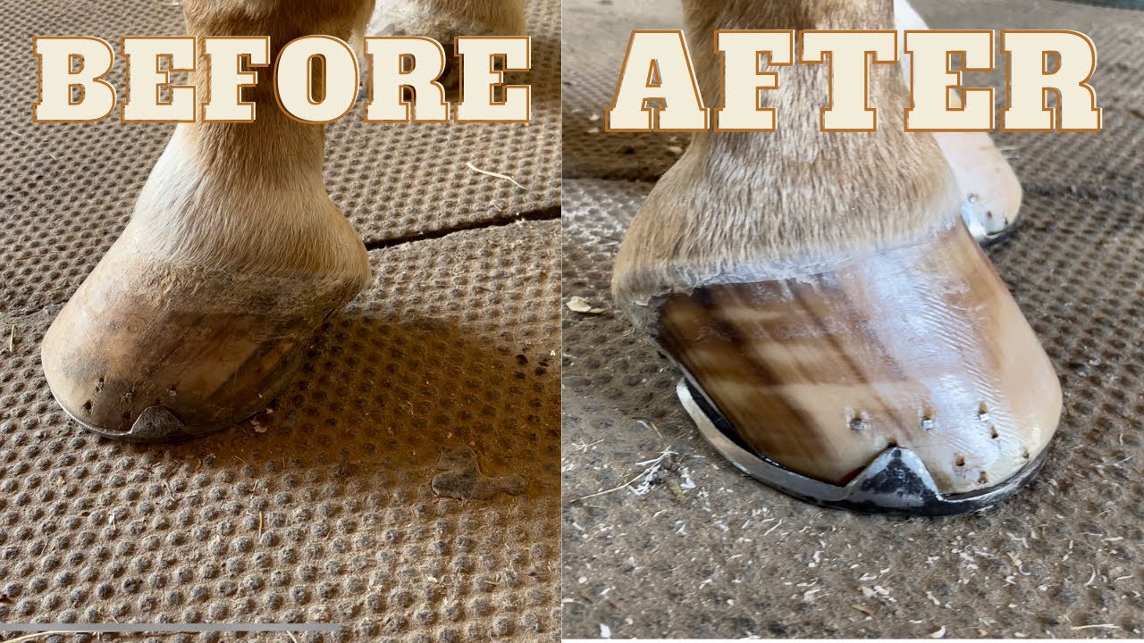 Farrier satisfying horse hoof shoeing – precision and care
