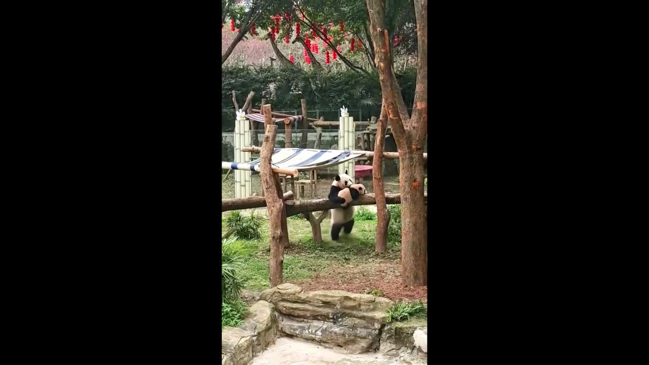 Heartwarming moment mother panda teaches cub how to climb tree