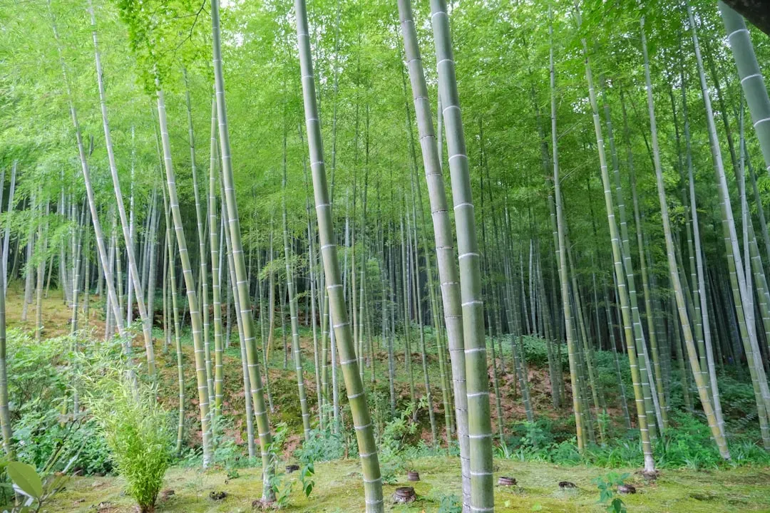 Green-washed: 10 eco-friendly habits that are secretly destroying your ...