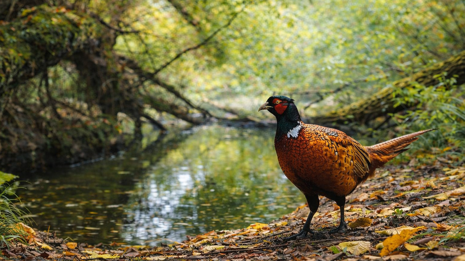 A week of wildlife captured by camera trap