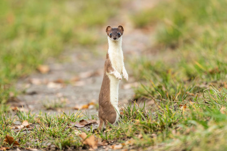 This speedy animal with a special winter coat is the Winter Olympic mascot