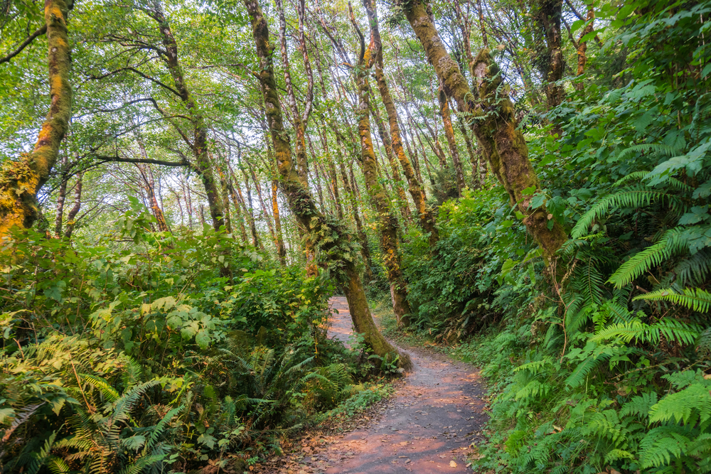 13 California redwood parks that make a walk feel otherworldly