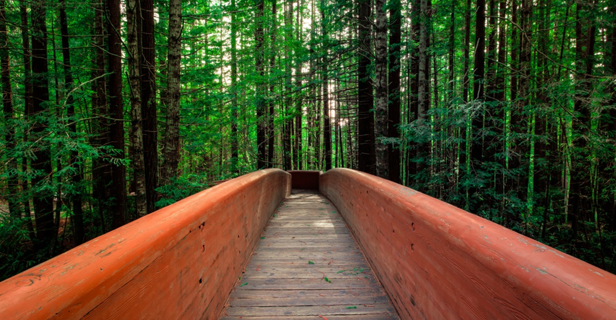 13 California redwood parks that make a walk feel otherworldly