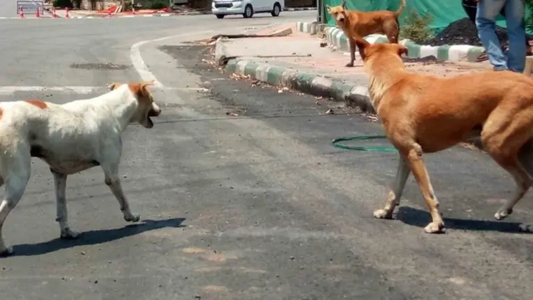 Supreme Court upholds citizens’ right to live free from fear of stray ...