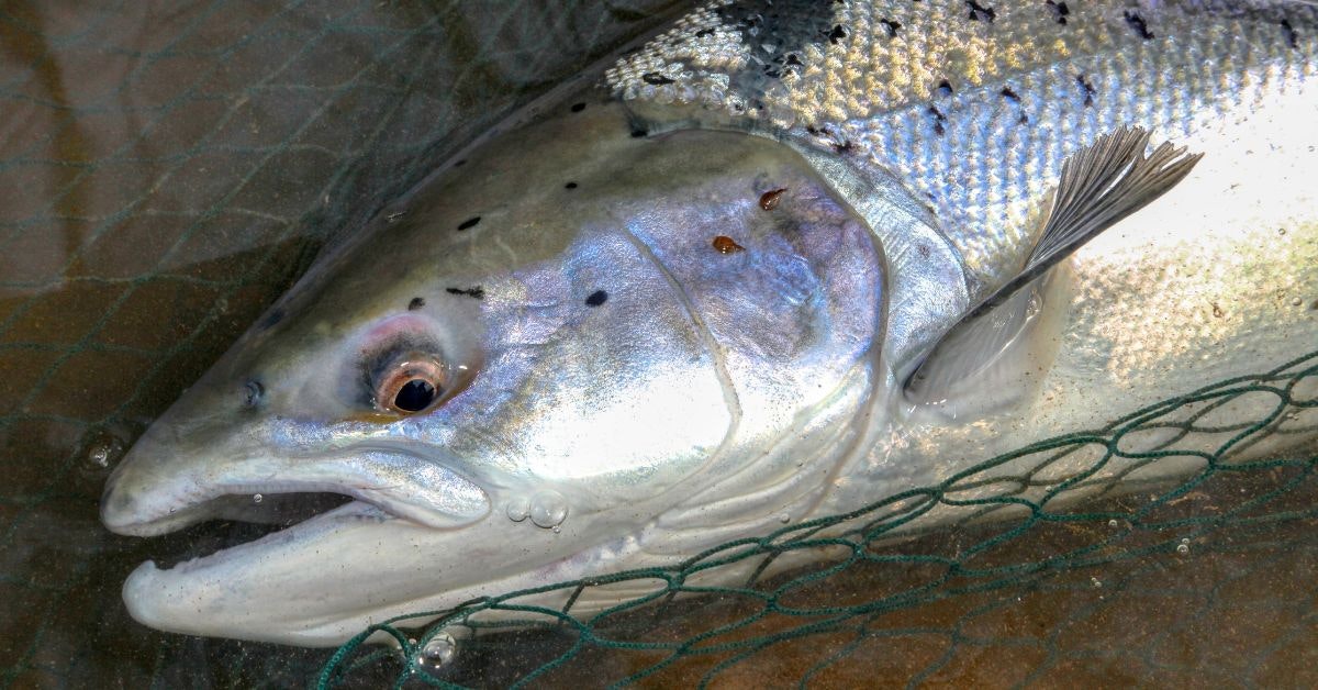 Scotland pushes for harsher punishments for fish poachers