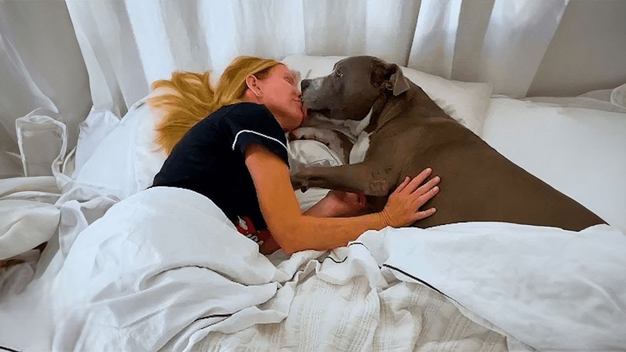 Pit bull left for dead finds his person - and never lets go