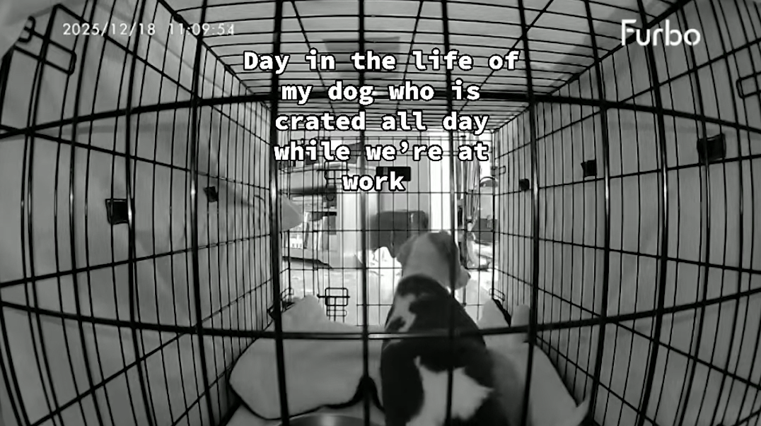 Dog left crated while owner at work, pet cam footage leaves viewers furious