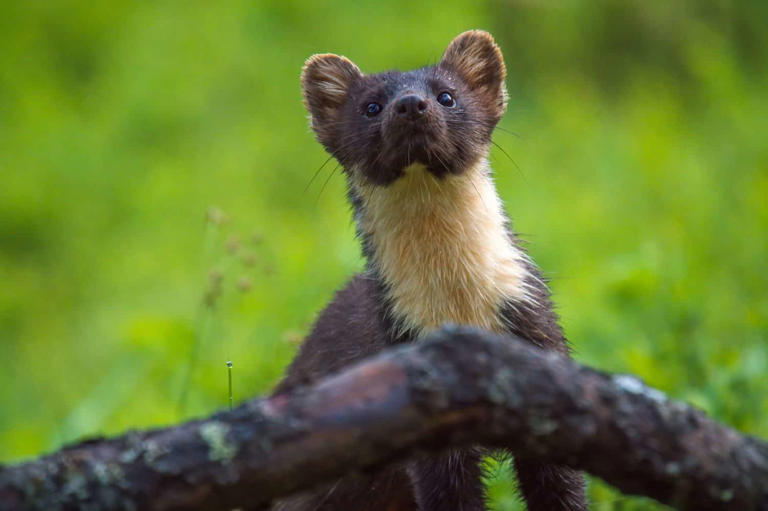 Once thought extinct, the coastal marten is still holding on — here’s ...