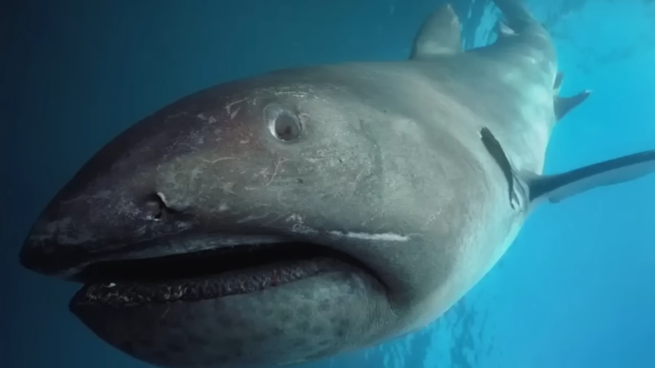 This is why megamouth sharks are suddenly being seen more often
