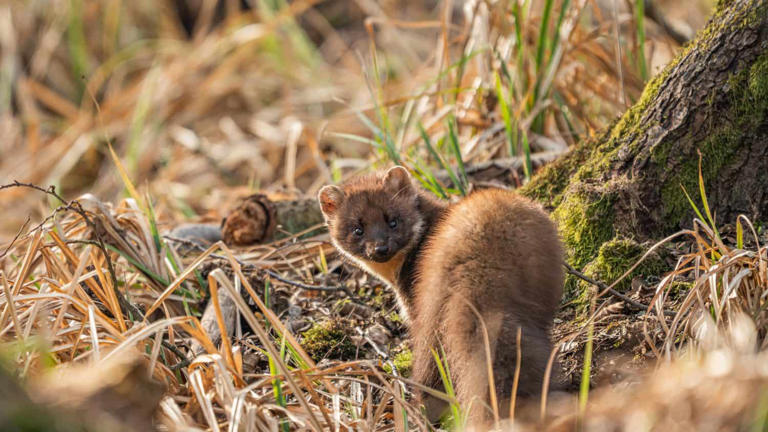 Once thought extinct, the coastal marten is still holding on — here’s ...