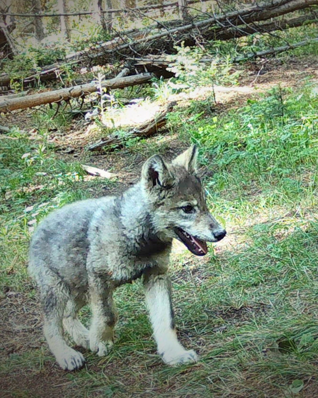 Colorado's released wolf mortality rate nears 50% after latest death