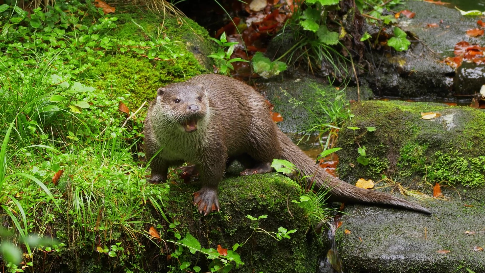Una nutria salvaje lanzando una señal de alerta