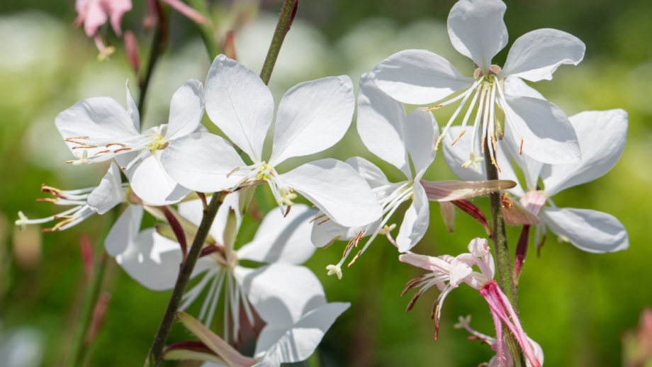 11 stunning plants for a soothing, cool garden palette