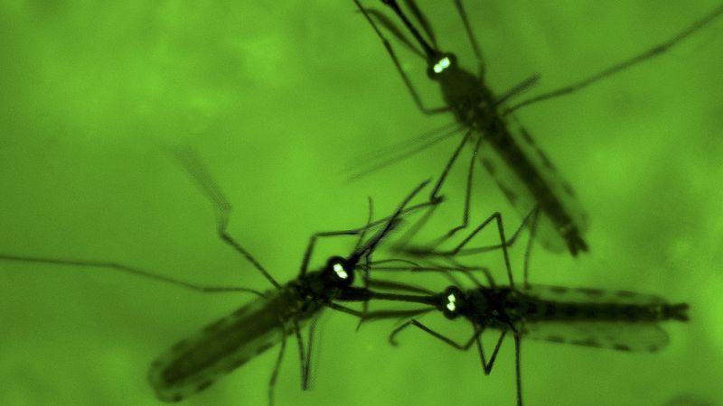 Virus chikungunya, vaccino consigliato per chi viaggia in America ...