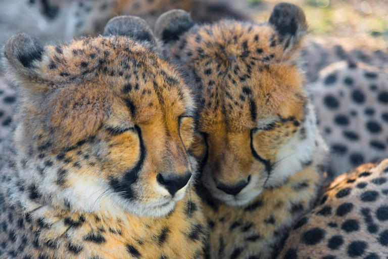 Cincinnati Zoo's cheetah cubs show off their soccer skills in the snow