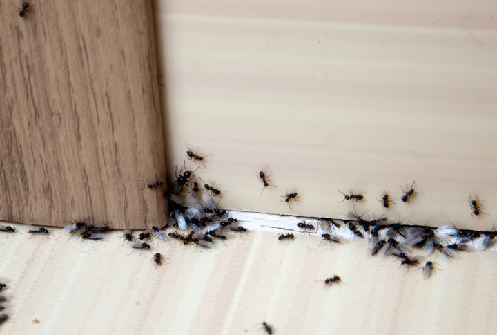 15 DIY methods to keep ants away naturally