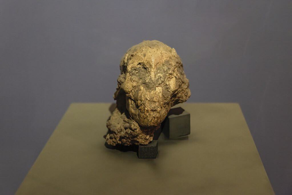 Is this great ape an ancestor of mankind?