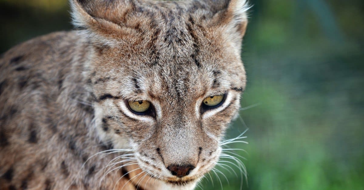 The US state where 50,000 bobcats reign supreme