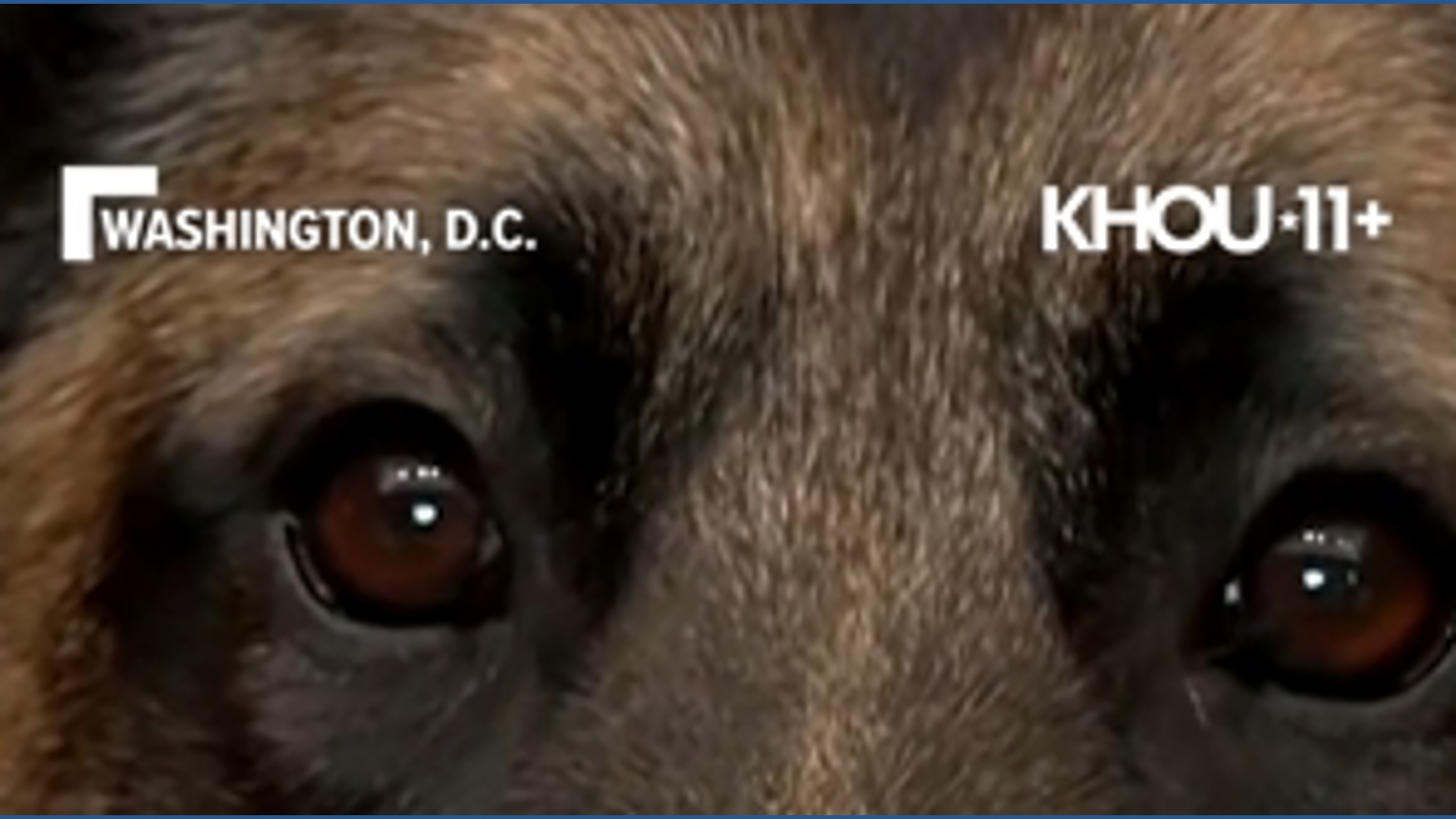 US marshal and K-9 honored for courage in Houston shooting