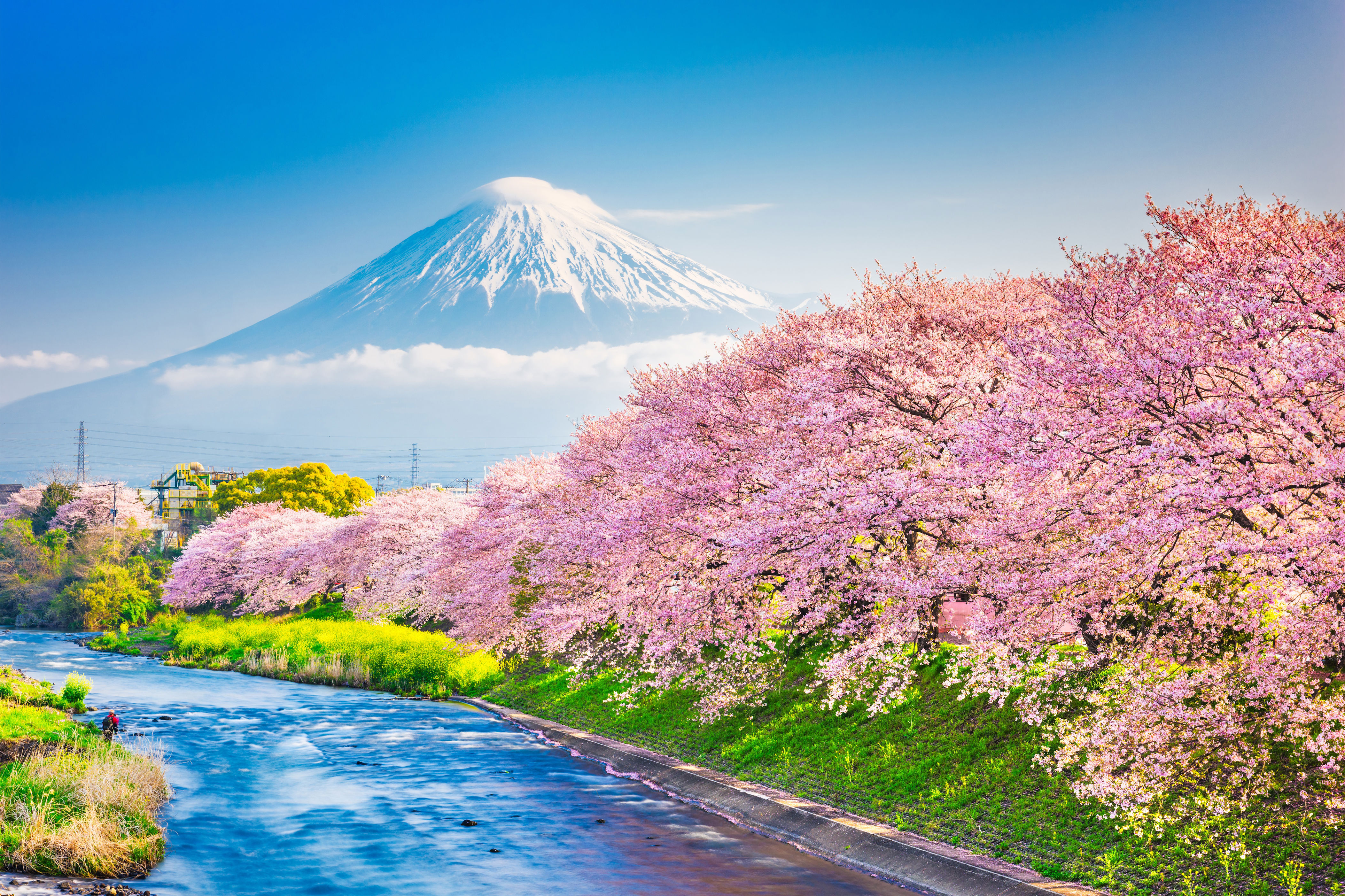 Japan’s iconic cherry blossom festival cancelled over fear of unruly ...