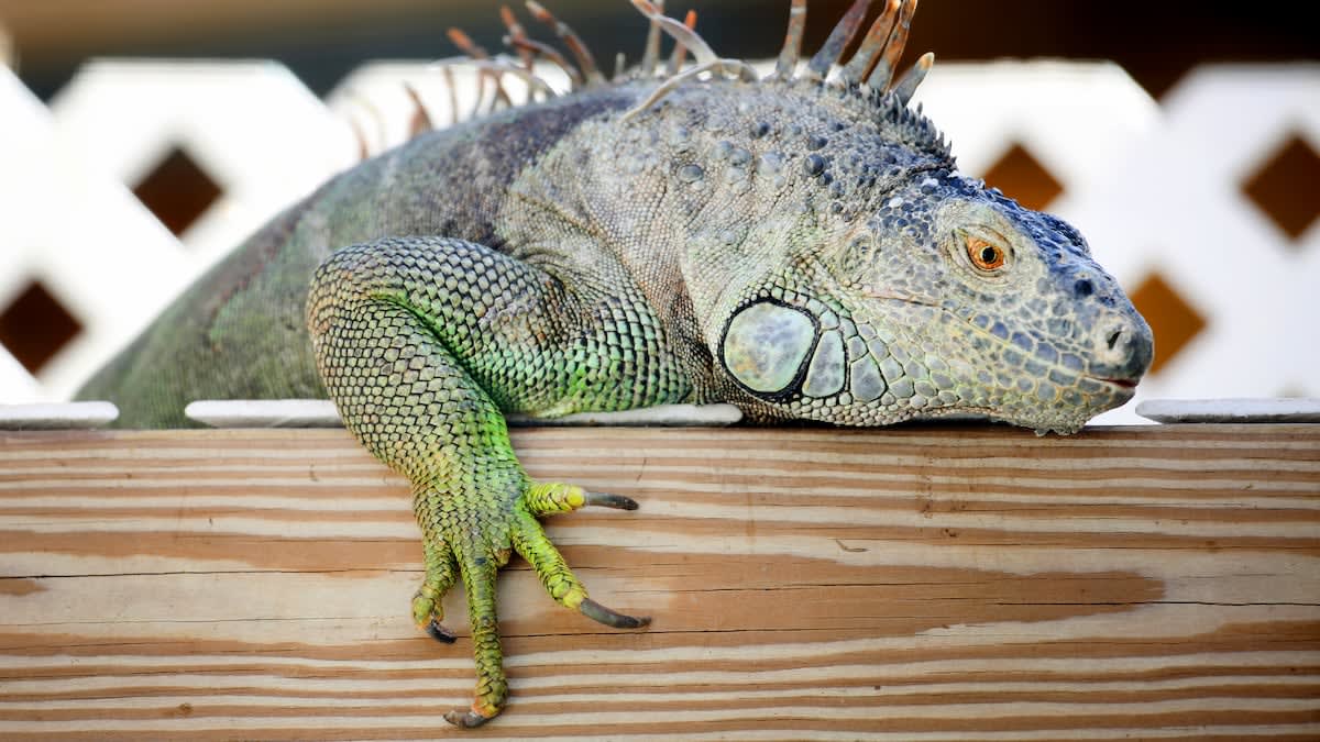 Florida collects nearly 5,200 invasive iguanas during cold snap