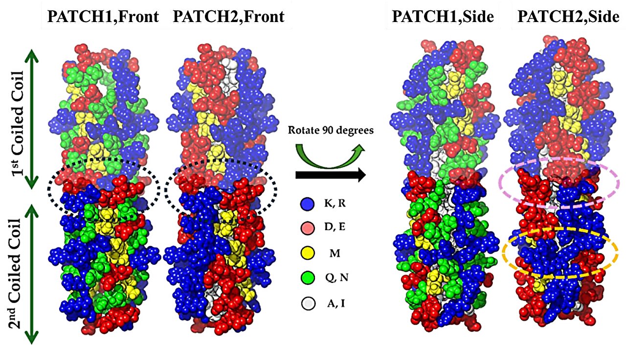Self-assembling 'bundlemers' could reshape next-generation protein ...