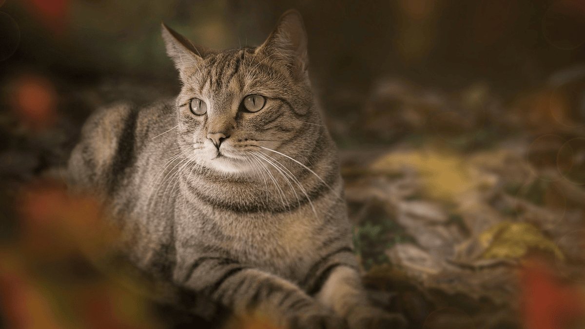 How cats choose their favorite person (and why it's not always the one ...