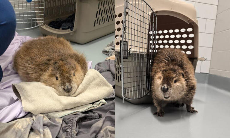 Cold, liquor store beaver rescued in Lincoln released into the wild