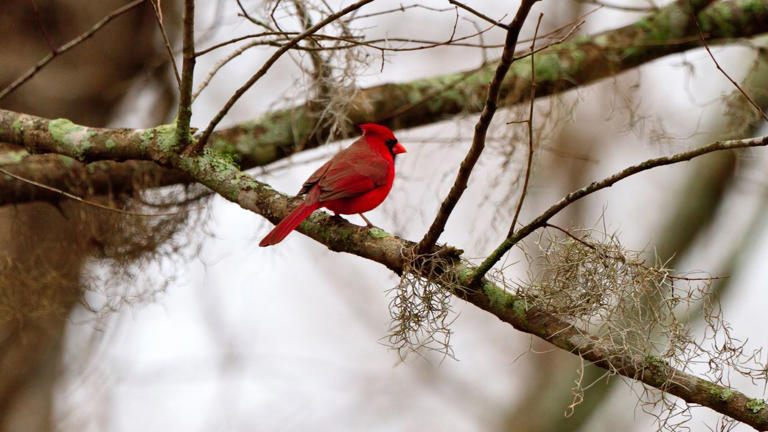 This 5-minute trick will have American robins and northern cardinals ...
