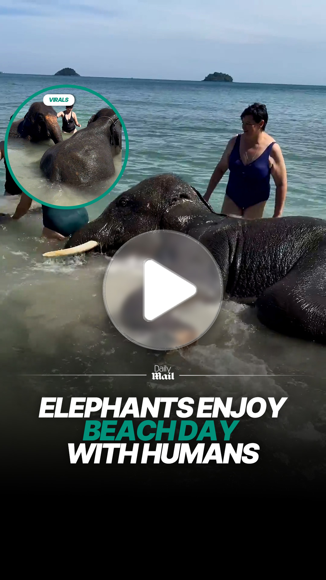Elephants cool off in the sea alongside humans