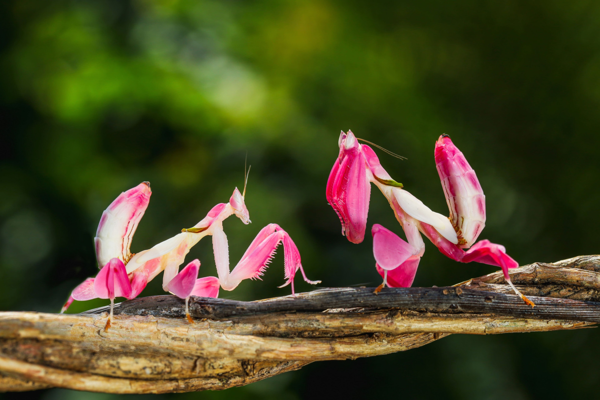 The surprising world of pink animals