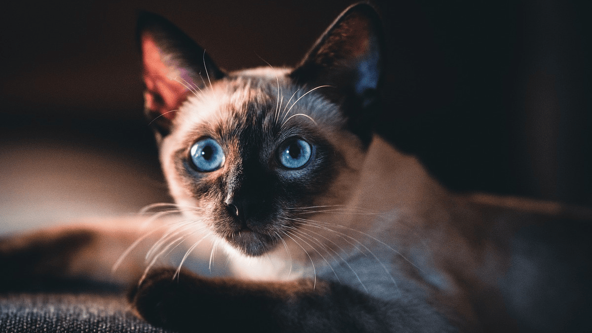 Subtle signs that your cat no longer wants to be petted (and how to ...