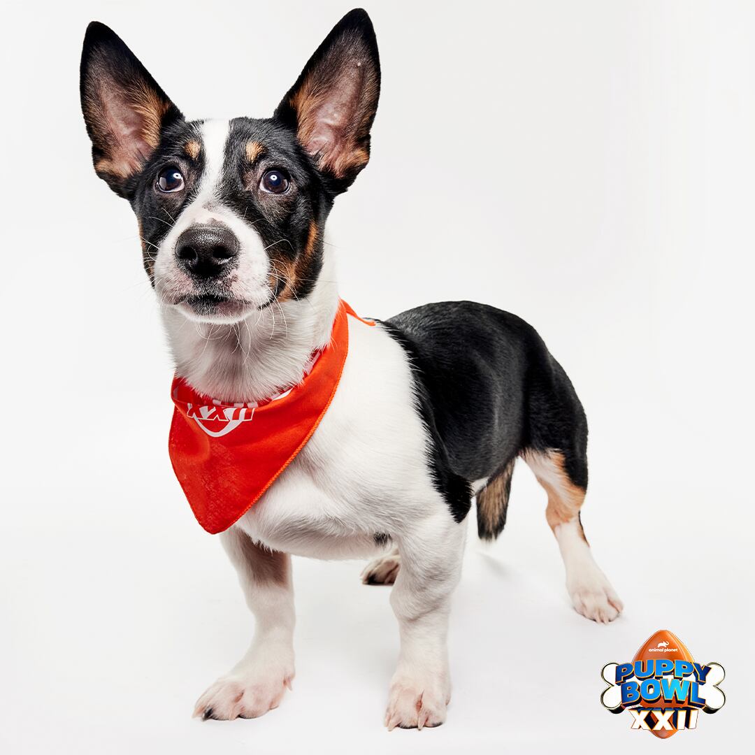Wisconsin dogs to compete in 2026 Puppy Bowl
